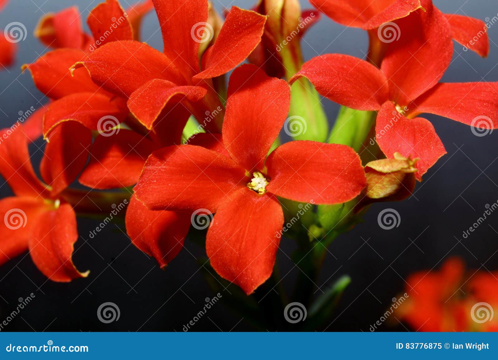 Small red flowers. stock image. Image of freshness, isolated - 83776875