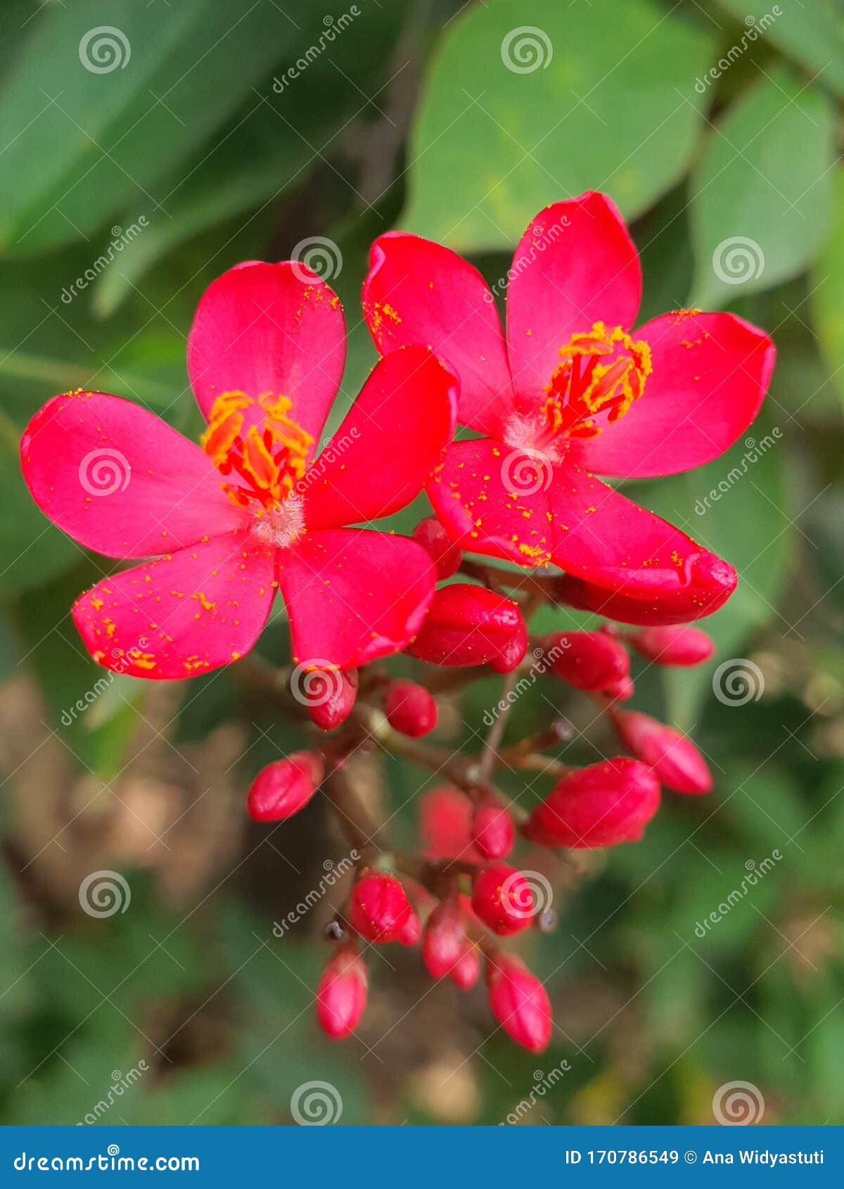 Small Red Flowers in the Park Stock Image - Image of flowers, small ...
