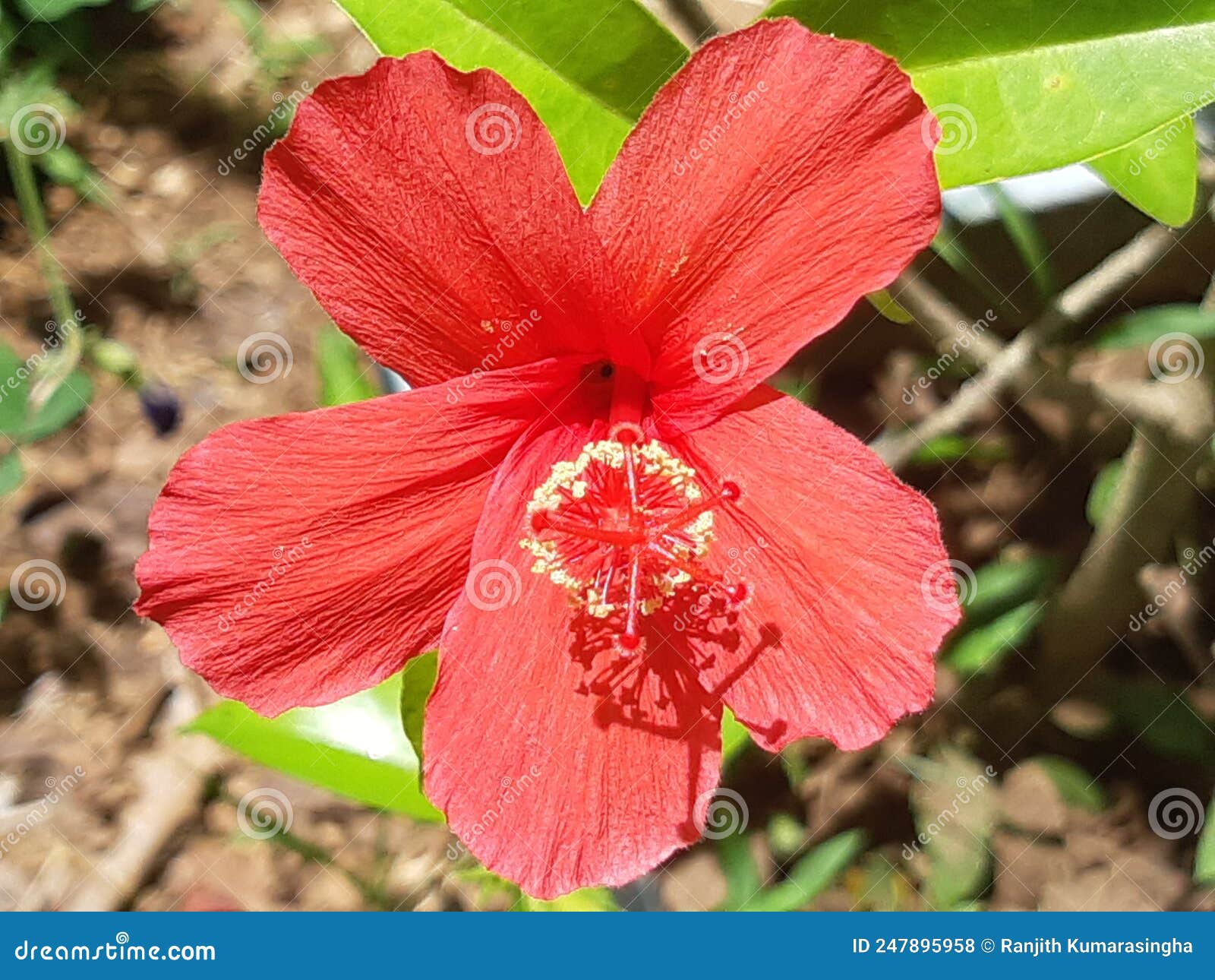 Small red flowers stock photo. Image of flower, wildflower - 247895958