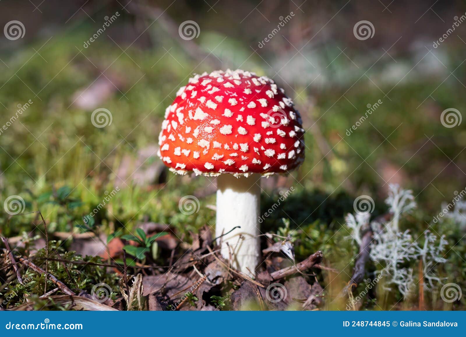 Small Red Fly Agaric in the Forest Stock Image - Image of forest ...