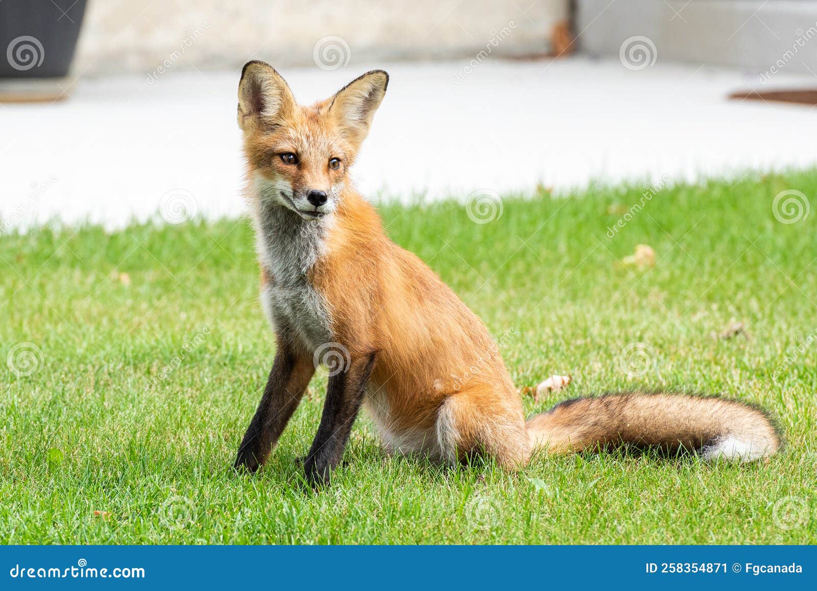 Small Red Fox Sitting on a Lawn Stock Image - Image of orange, animal ...