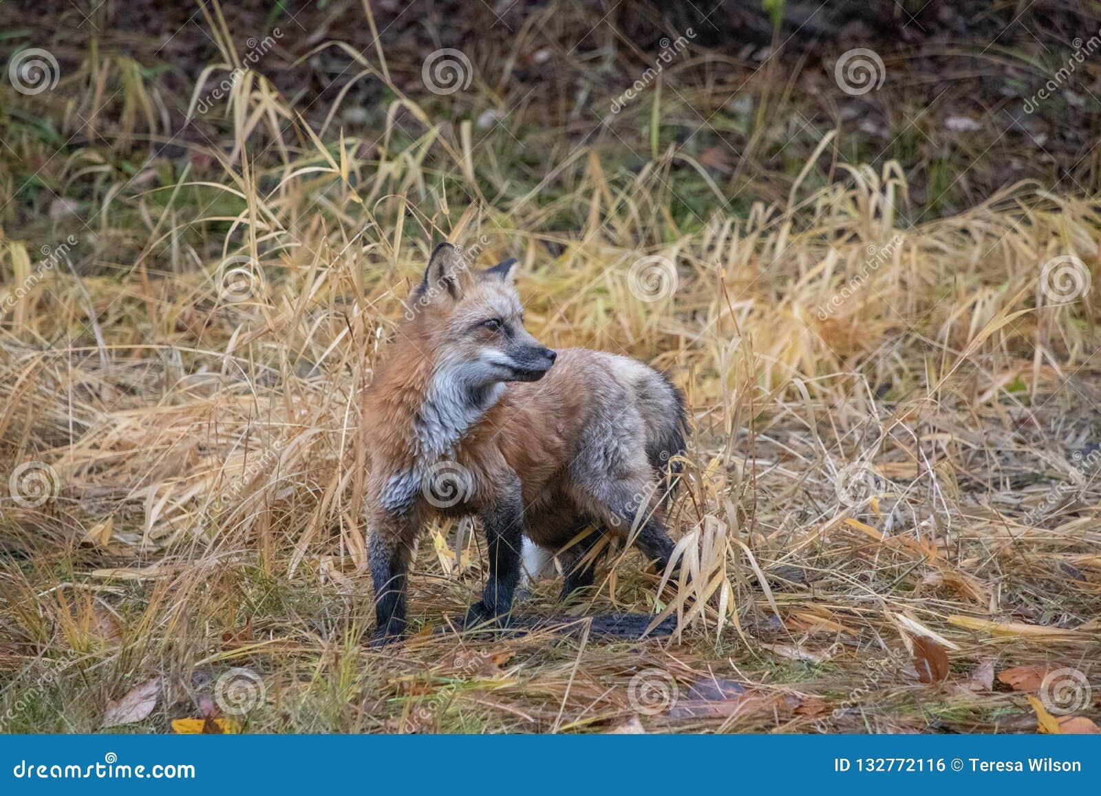 Red Fox Outdoors in the Fall Stock Photo - Image of vulpes, autumn ...