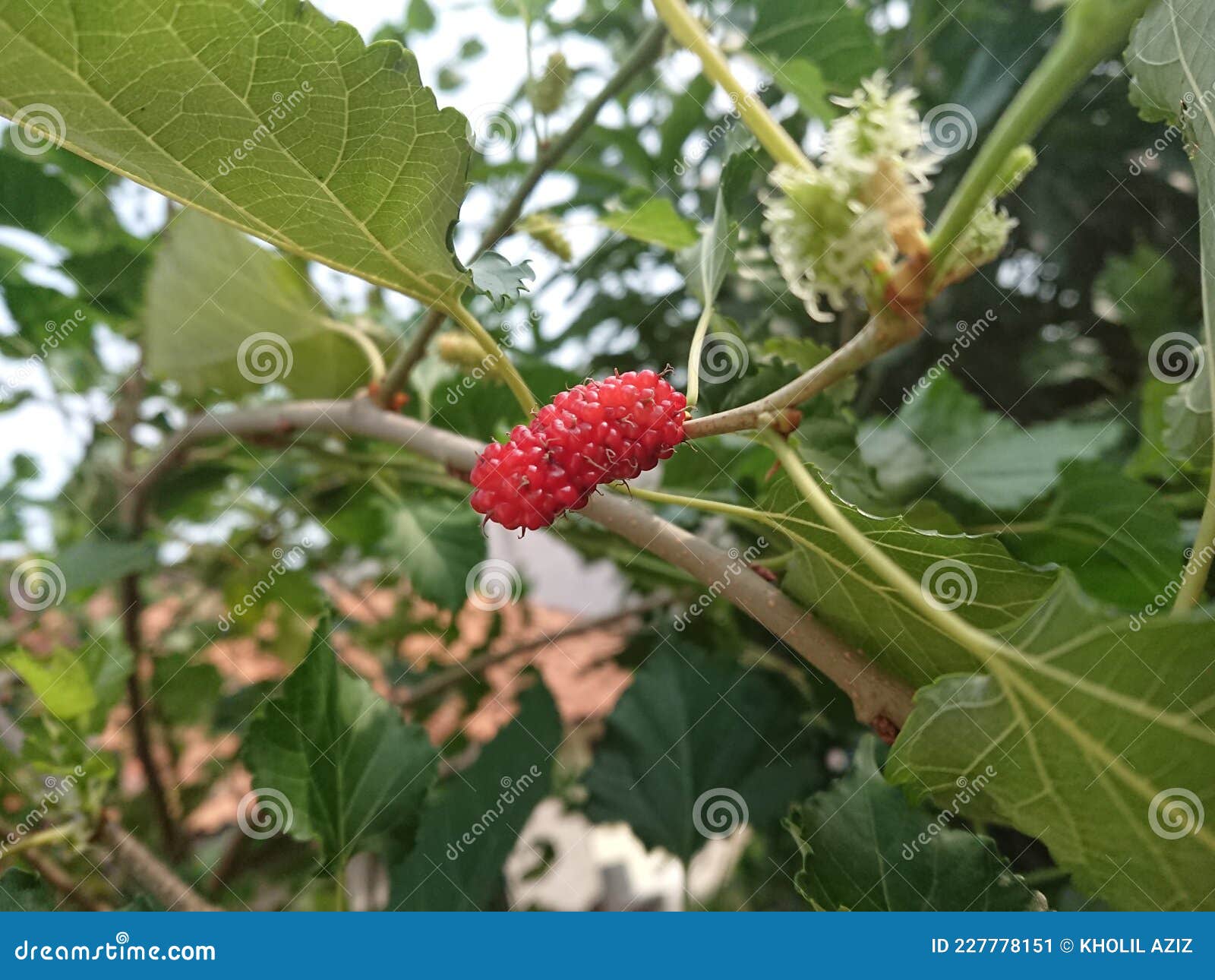 Small red fruit in summer stock image. Image of fruit - 227778151