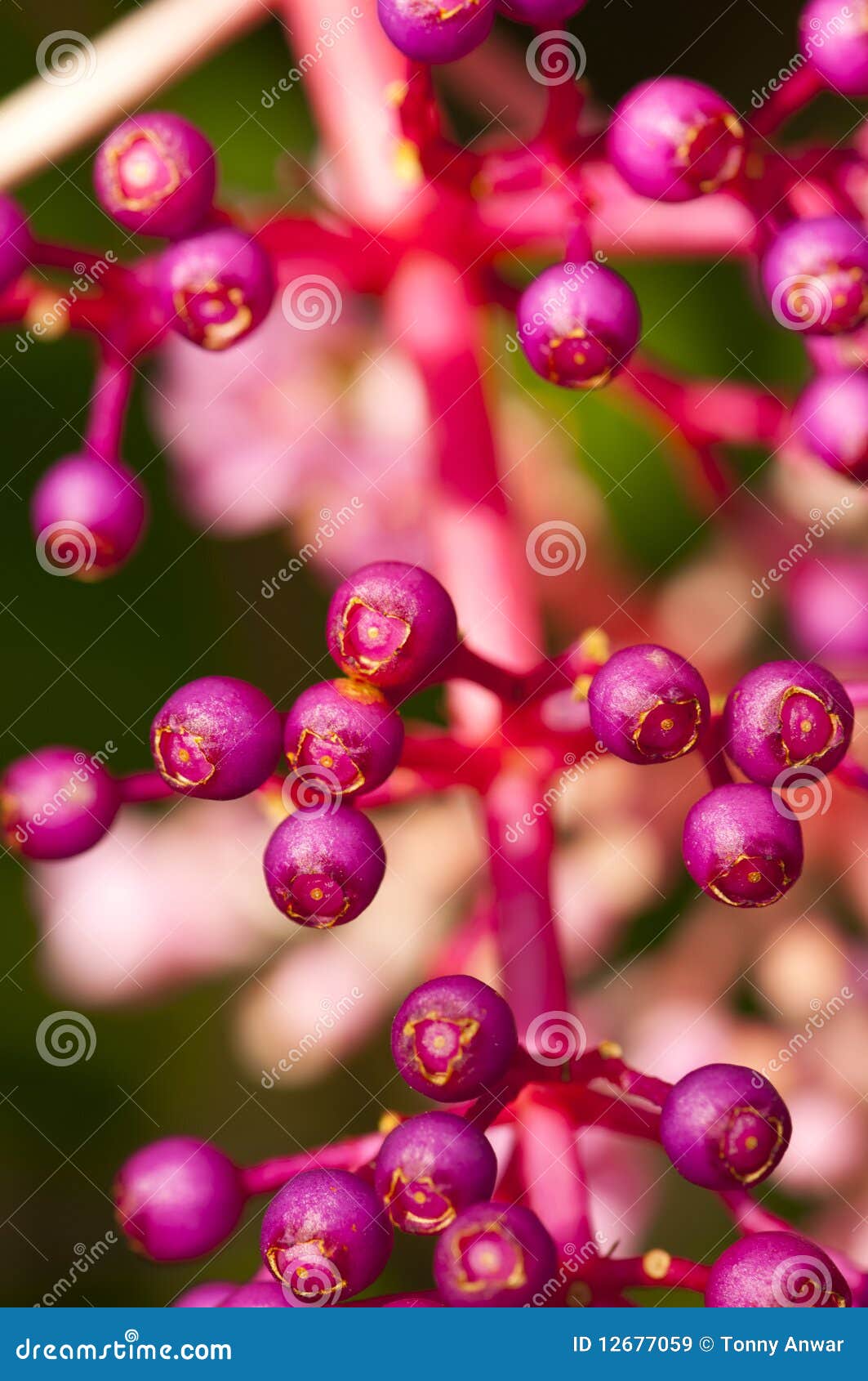 Small Red Fruits stock image. Image of group, fruit, fruits - 12677059