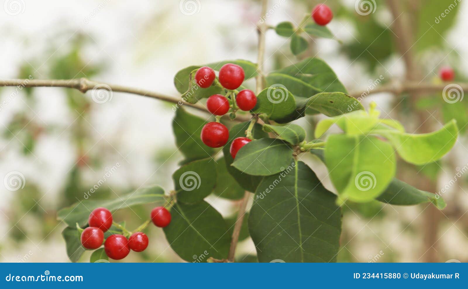 The Small Red Fruits are Beautiful on the Plant Stock Photo - Image of ...