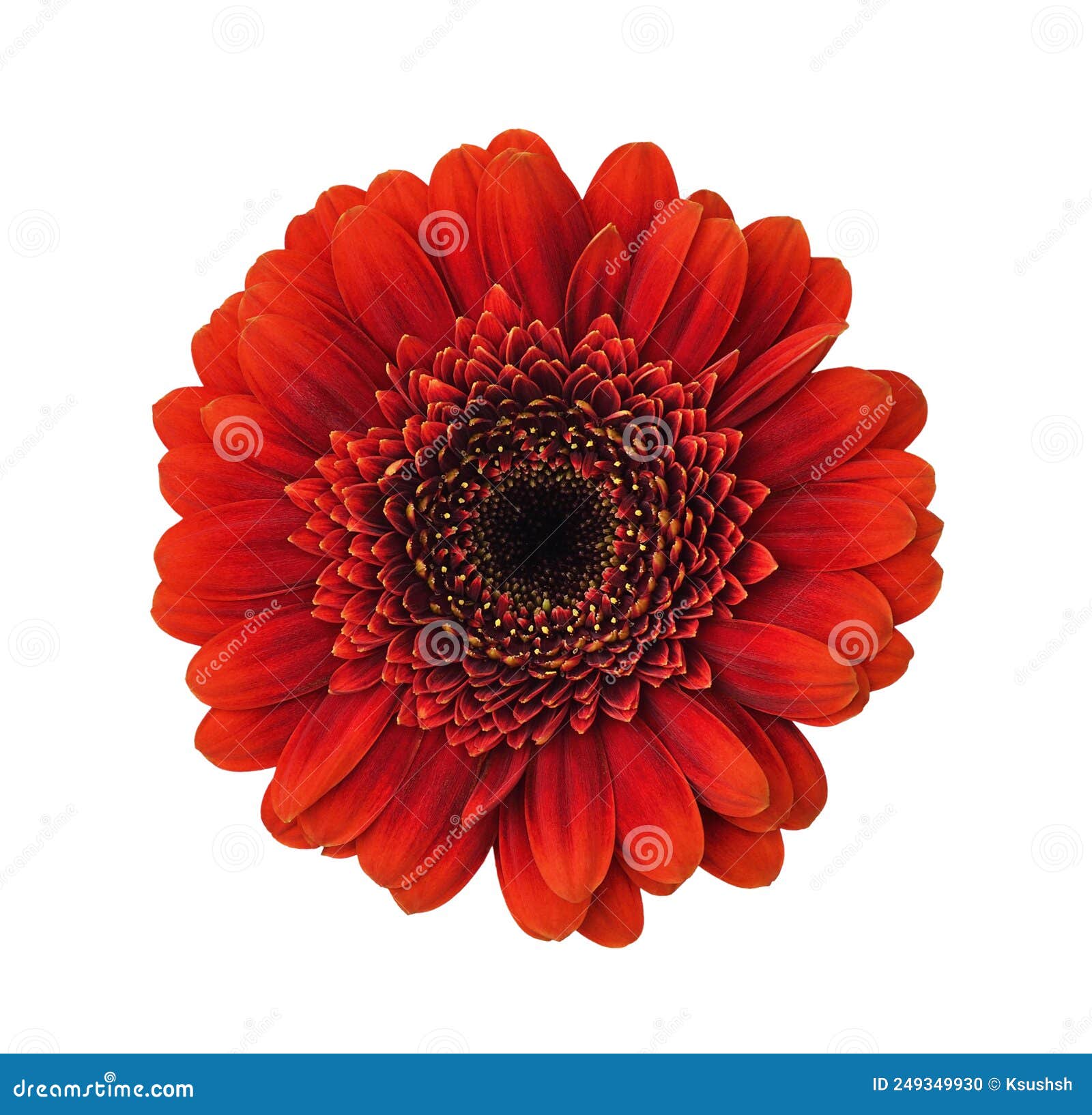 Small Red Gerbera Flower Germini Isolated Stock Photo - Image of tender ...