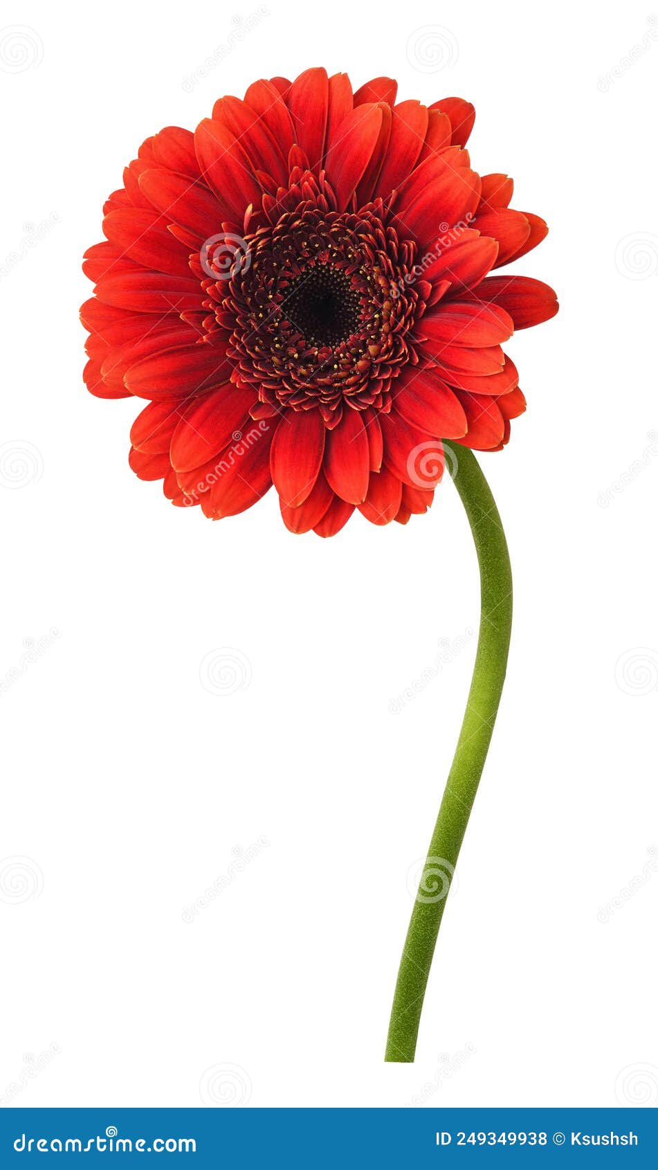 Small Red Gerbera Flower Germini Isolated Stock Photo - Image of ...