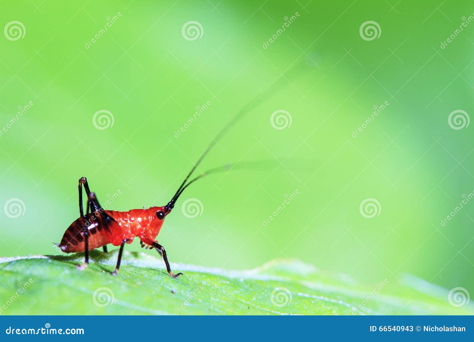 Small Red Grasshopper Stand on the Leave Stock Image - Image of summer, jumping: 66540943