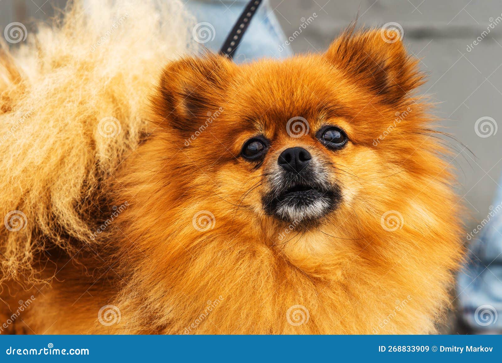 A Small Red-haired Dog Looks Warily into the Camera. a Curious Dog with ...