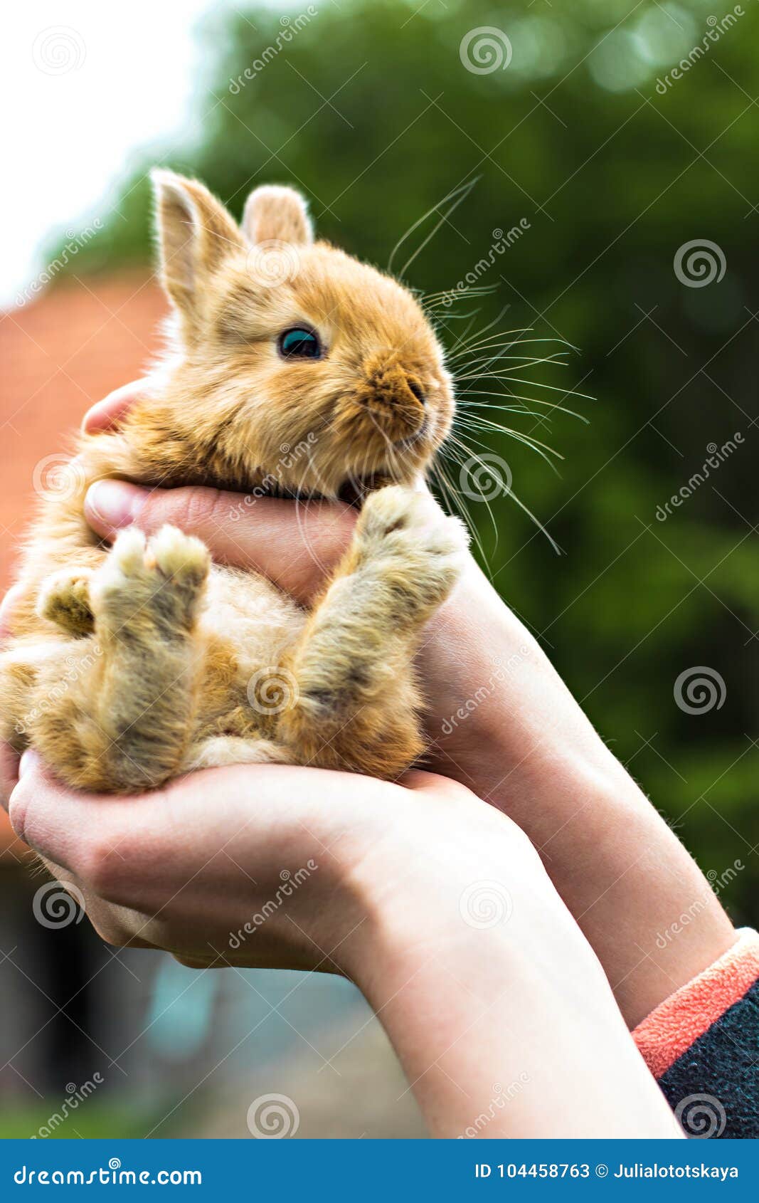 A Small Red-haired Rabbit in Female Hands. Stock Image - Image of cute ...