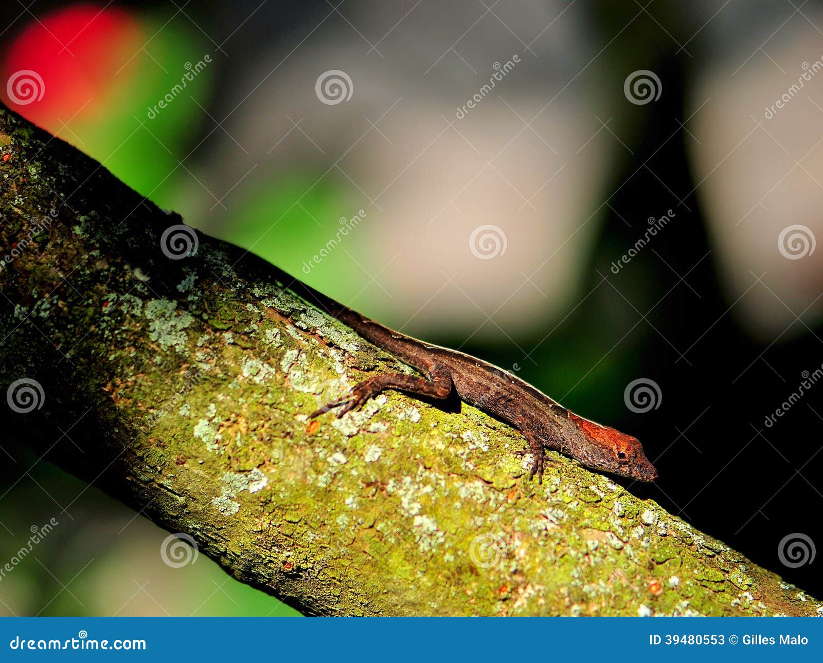 Small red-headed lizard stock image. Image of colors - 39480553