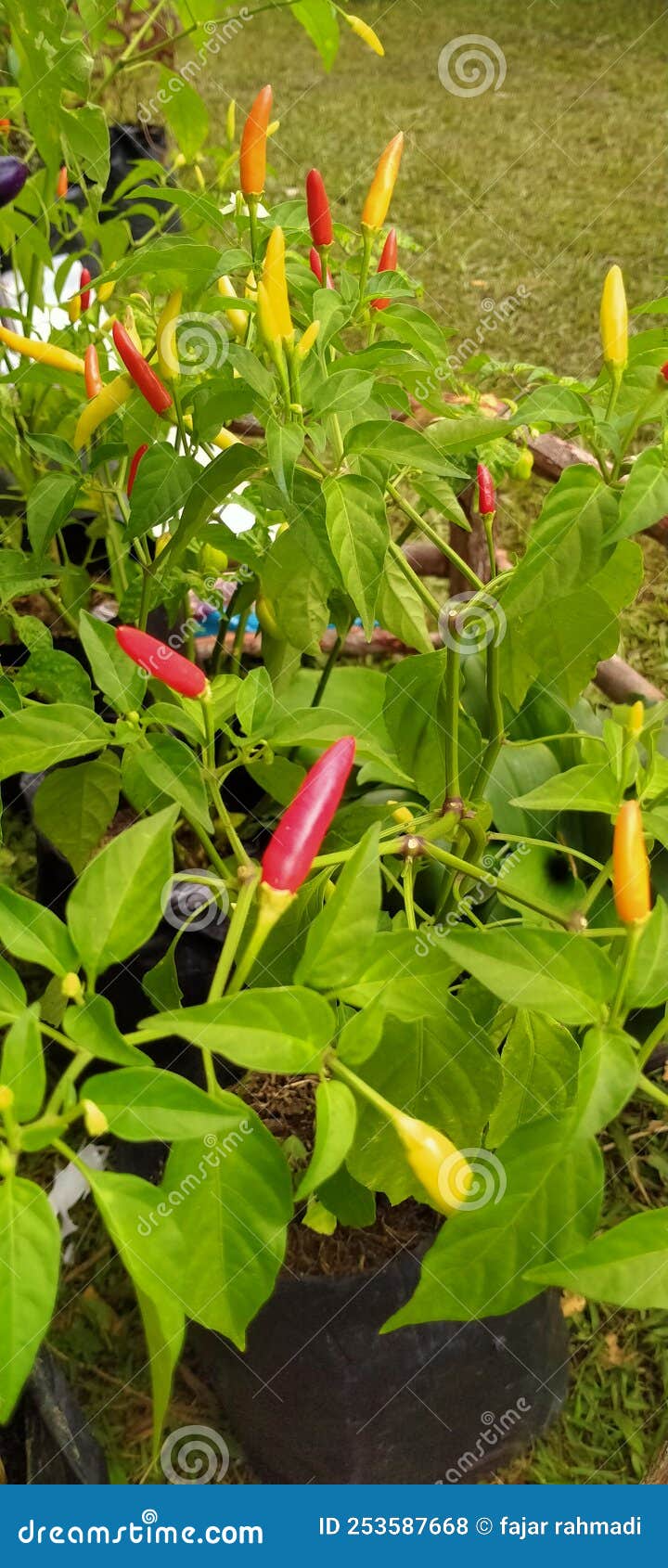 Small red hot Chili stock photo. Image of agriculture - 253587668