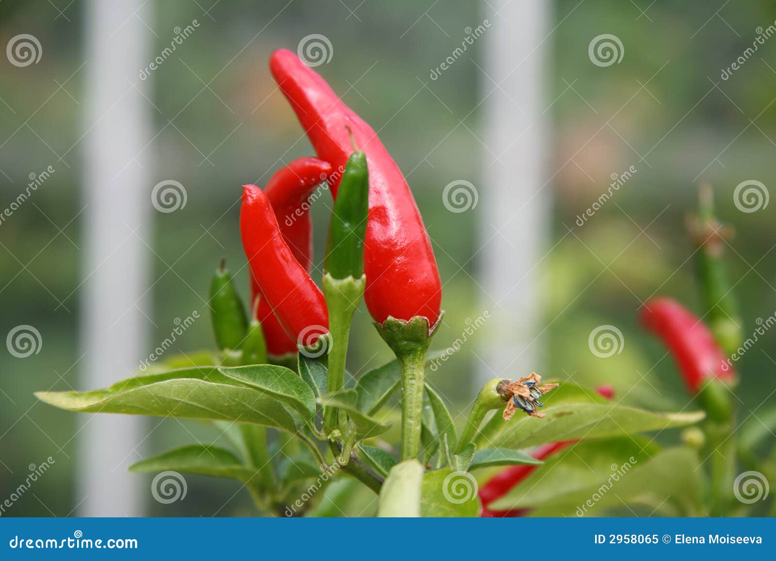 Small Red Hot Chilli Pepper Picture. Image: 2958065