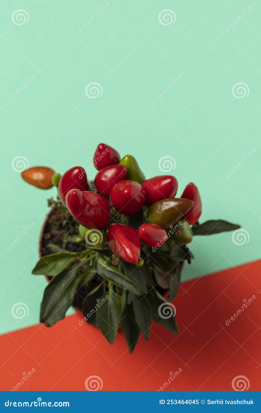 Small Red Hot Pepper in a Pot. Stock Image - Image of foliage, burning ...