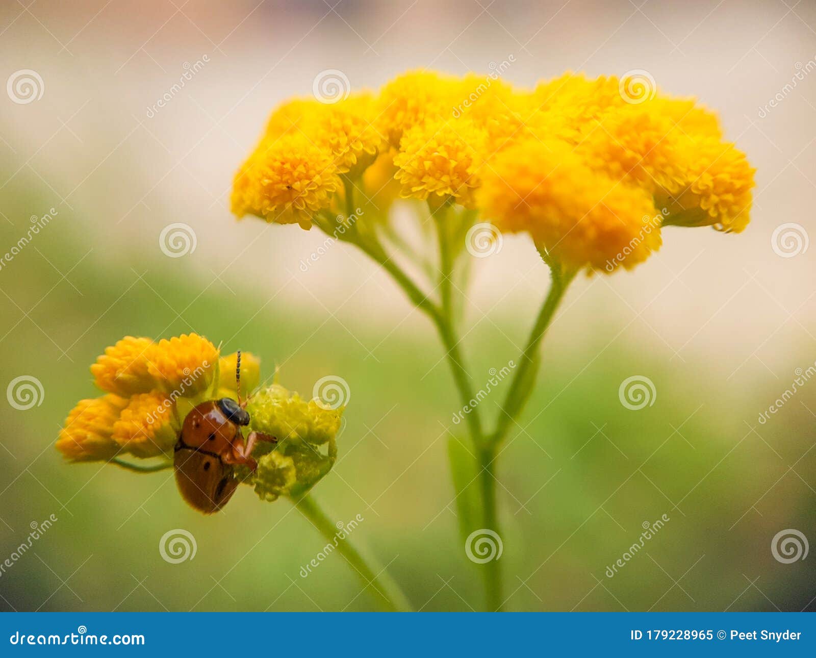Small Red Insect on a Yellow Wild Flower Stock Image - Image of nature ...