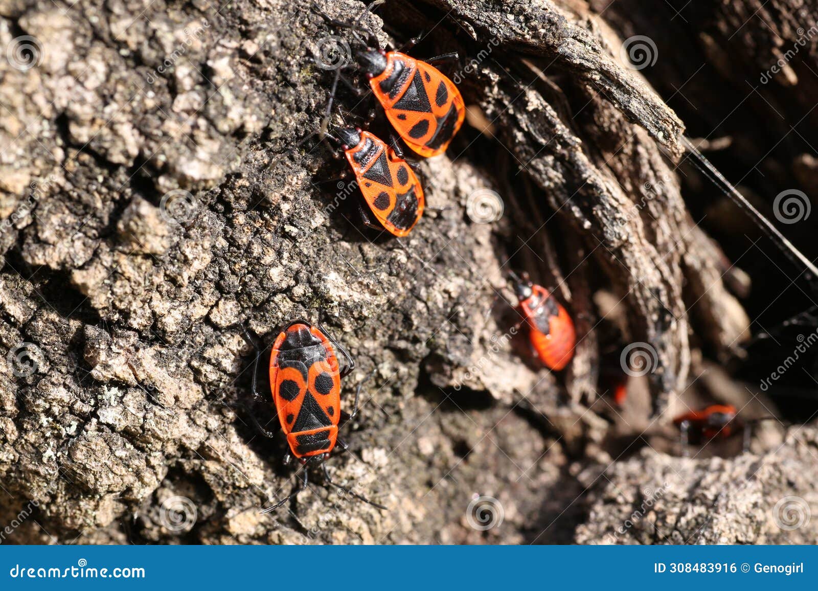 Small Red Insects on a Tree. Macroshot Stock Photo - Image of macroshot ...