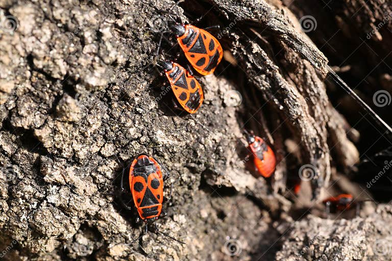 Small Red Insects on a Tree. Macroshot Stock Photo - Image of macroshot ...