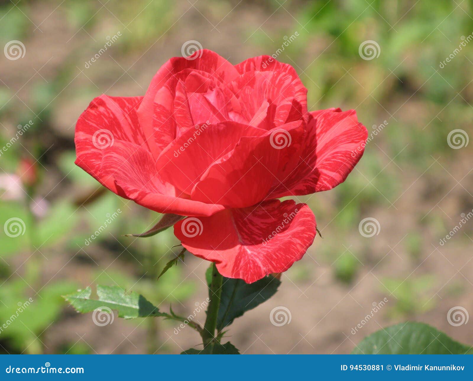 A small Red Intuition rose stock image. Image of small - 94530881