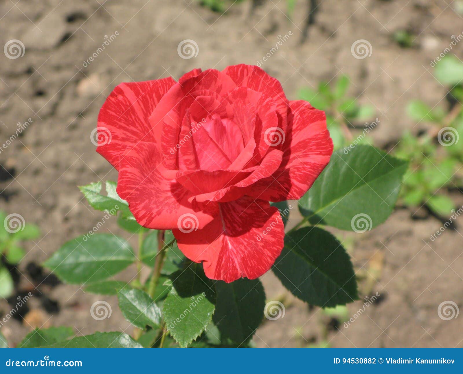 A small Red Intuition rose stock photo. Image of small - 94530882
