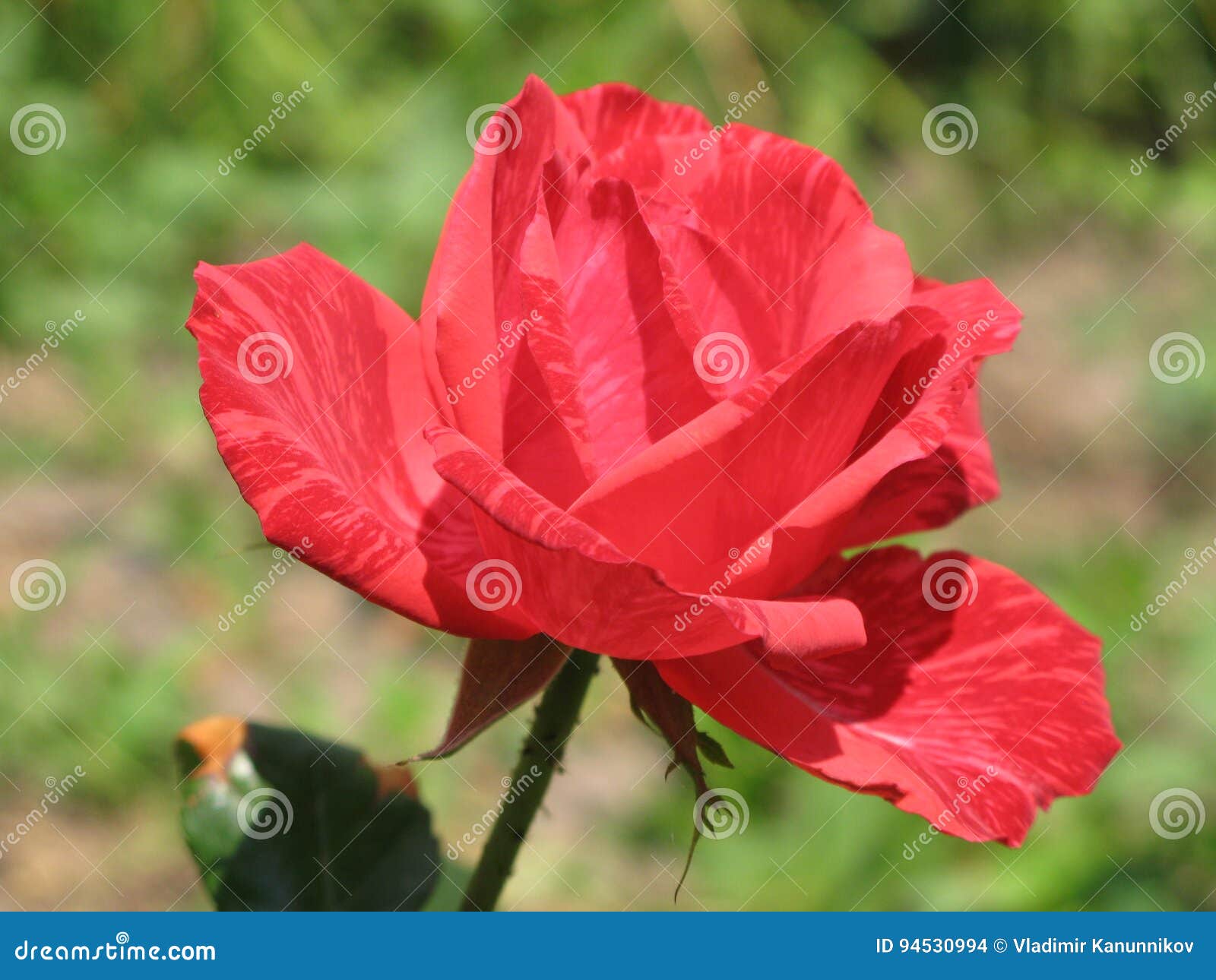 A small Red Intuition rose stock photo. Image of flowering - 94530994