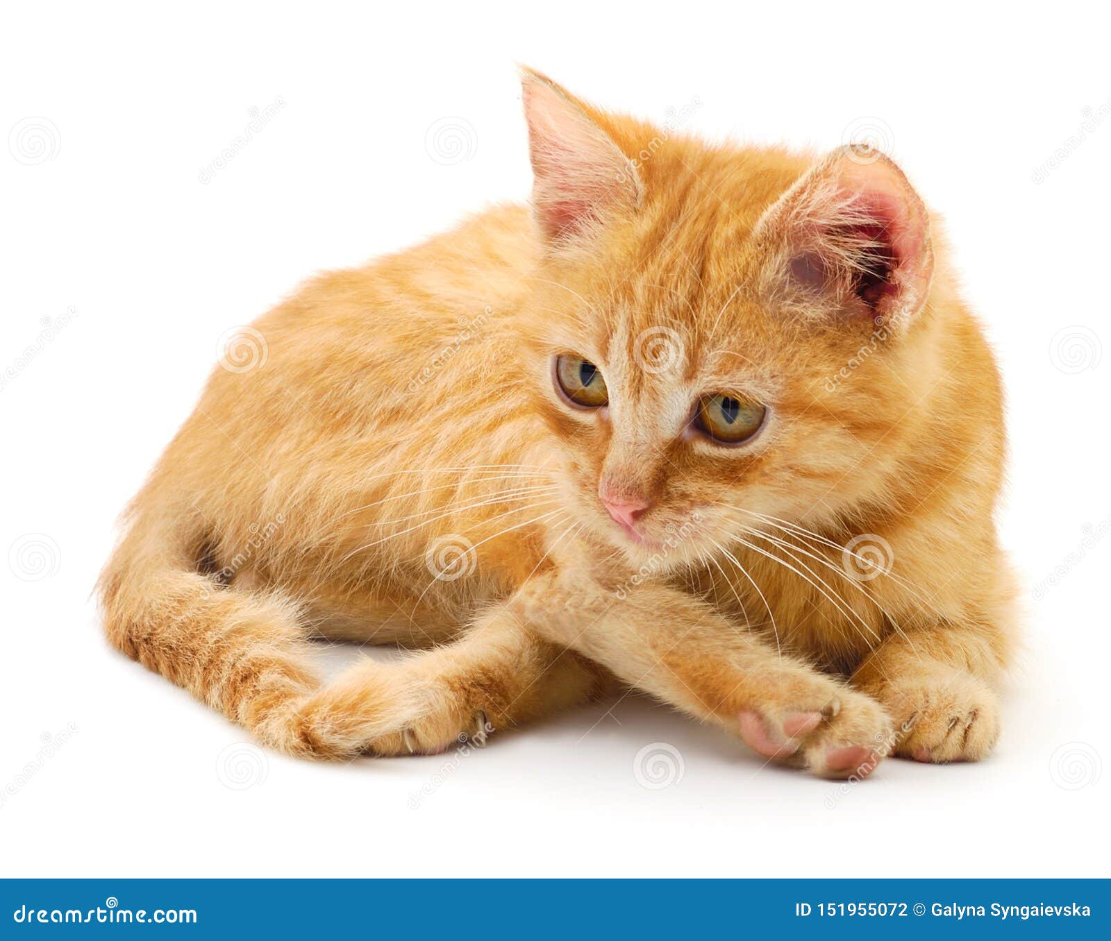 Small red kitten stock photo. Image of nature, beast - 151955072