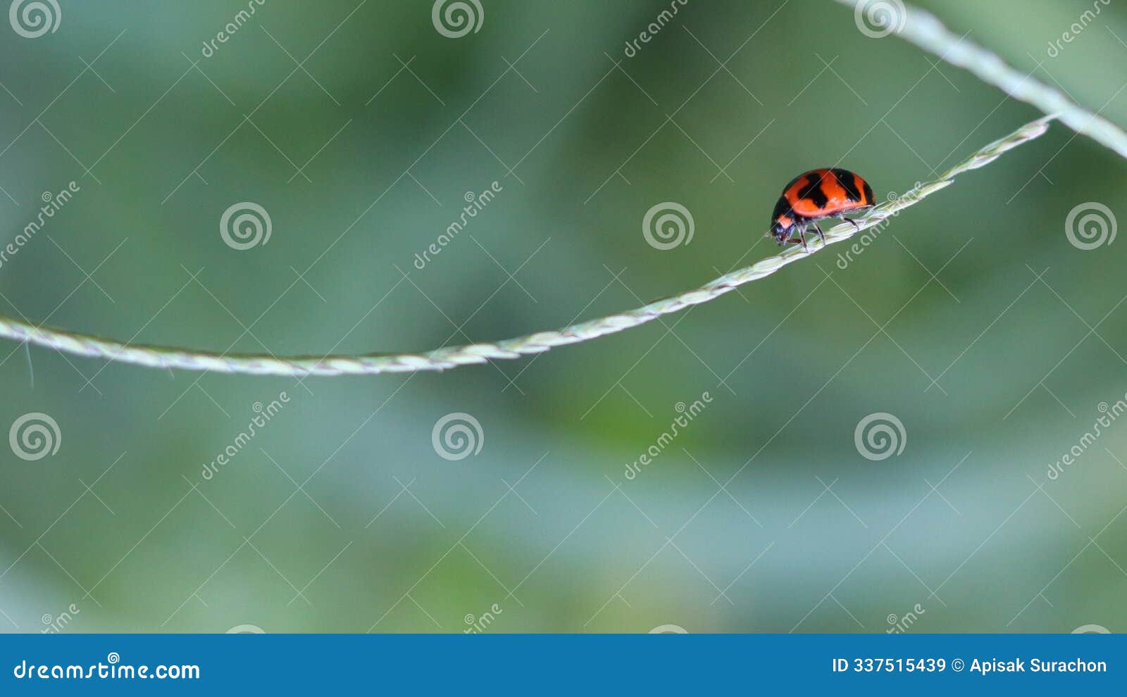 The Small Red Lady Bug on the Edge of Grass. Stock Image - Image of ...