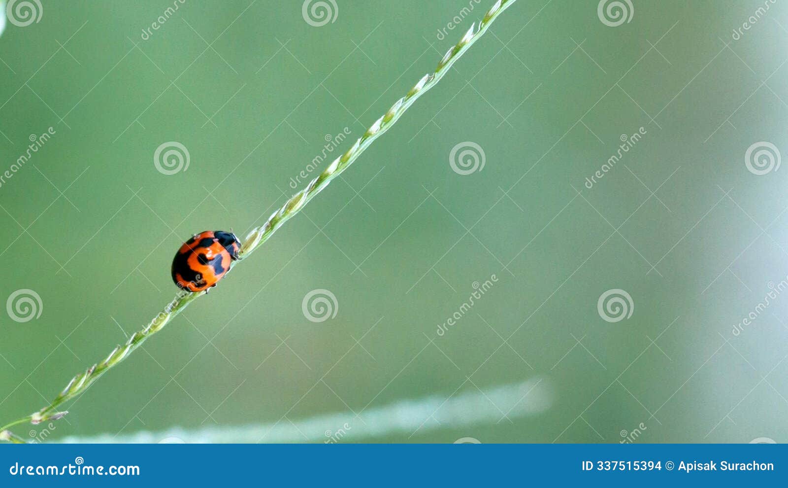 The Small Red Lady Bug on the Edge of Grass. Stock Photo - Image of ...