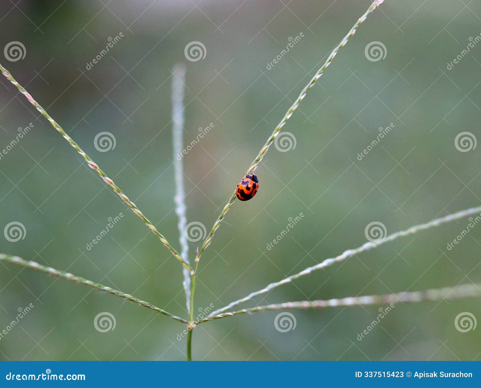 The Small Red Lady Bug on the Edge of Grass. Stock Image - Image of ...