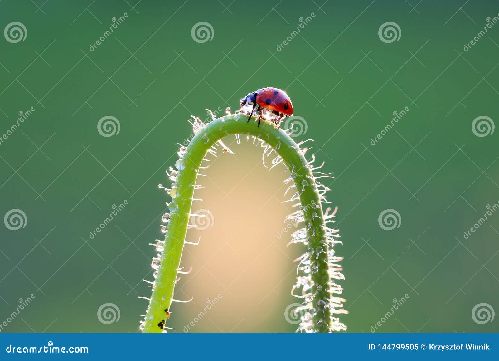 A Small Red Ladybug Climbs Up the Ladder Stock Image - Image of macro ...