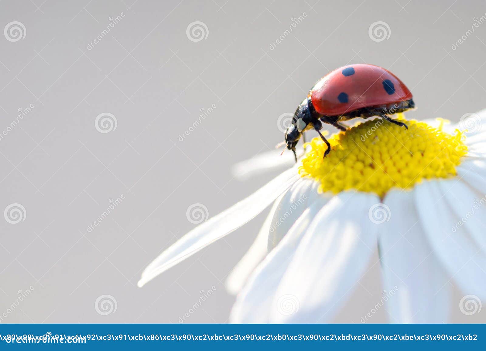 Ladybug on a Daisy flower stock image. Image of foliage - 199486111