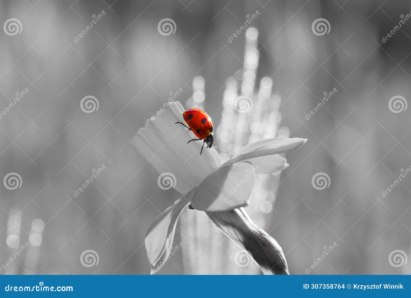 Little Red Ladybug on a Gray Background. Stock Photo - Image of animal ...