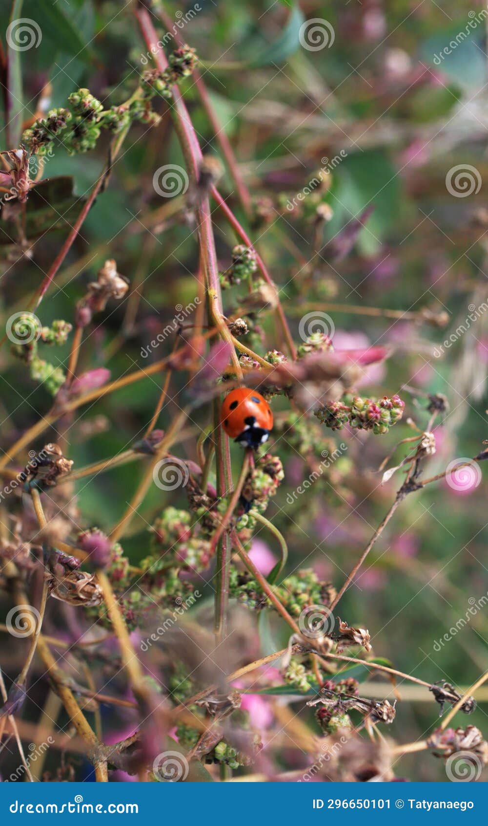 Small ladybug on branch stock image. Image of season - 296650101