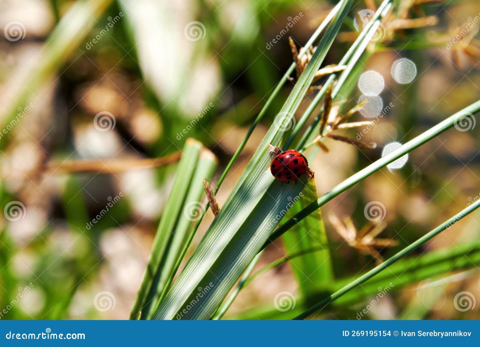 Small Red Ladybug on the Sharp Grass Leave Stock Photo - Image of bokeh ...