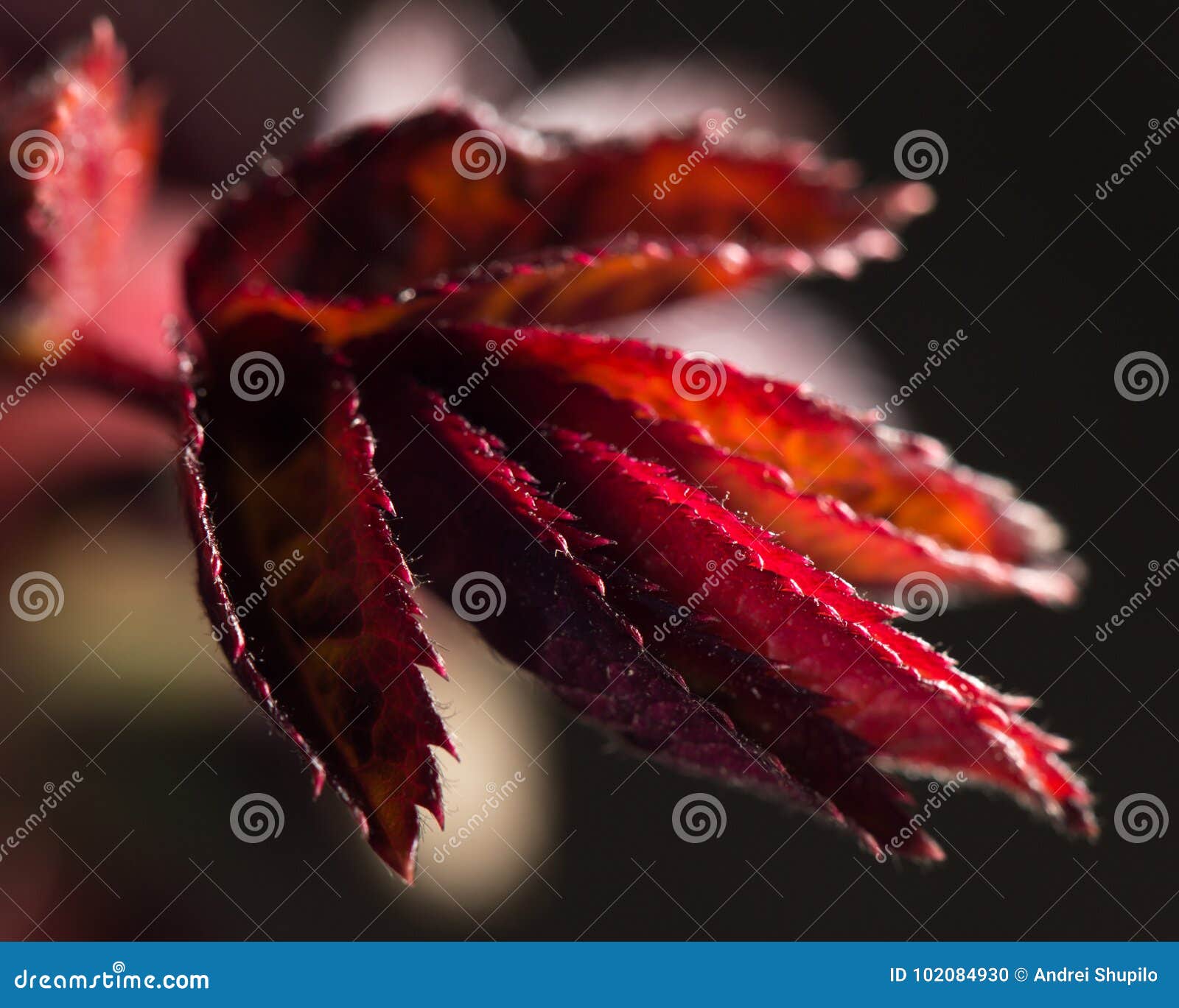 Small Red Leaves Spring from Buds Stock Photo - Image of vegetation ...
