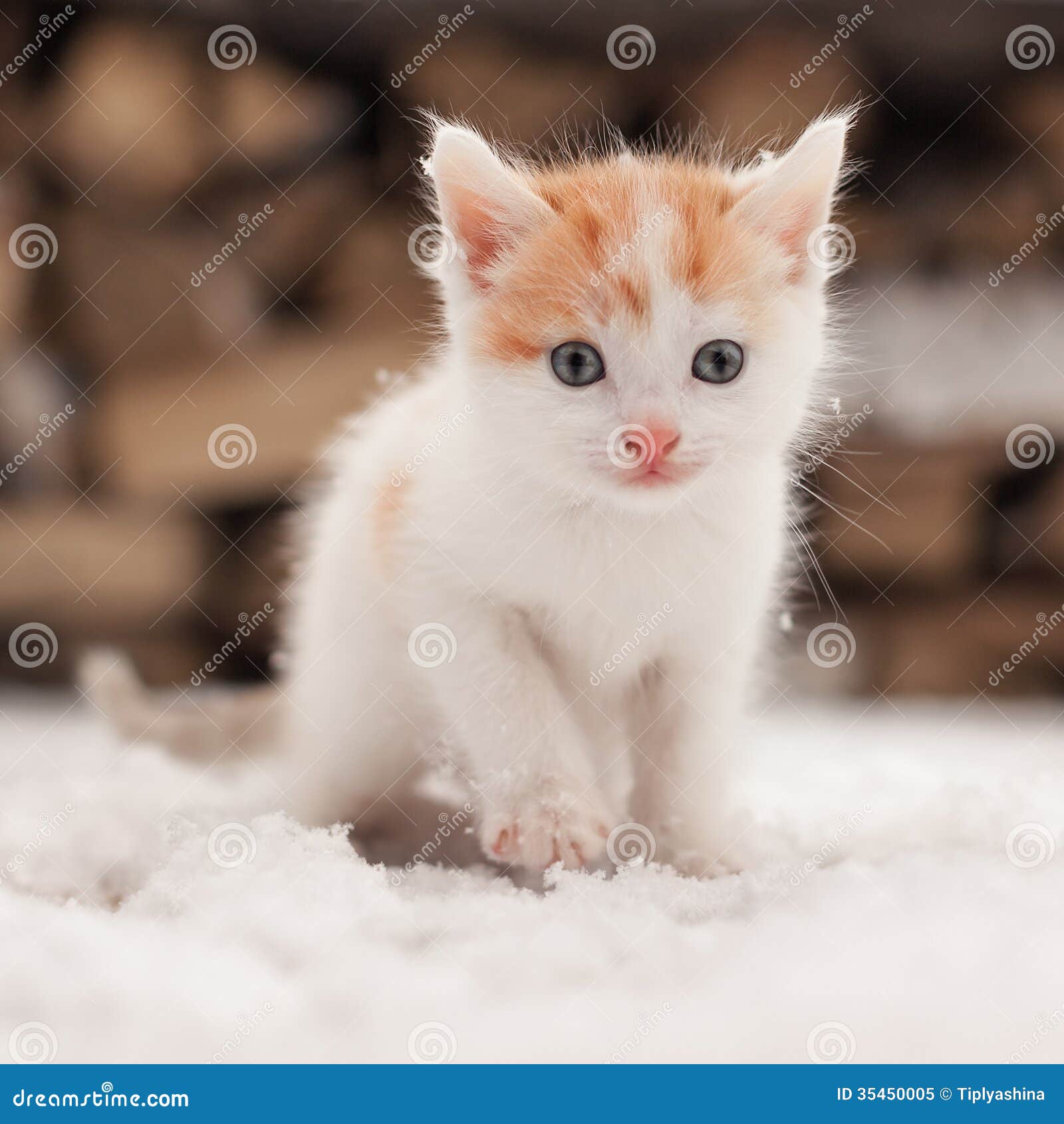 Small Red Lonely Kitten on Snow Stock Image - Image of household ...