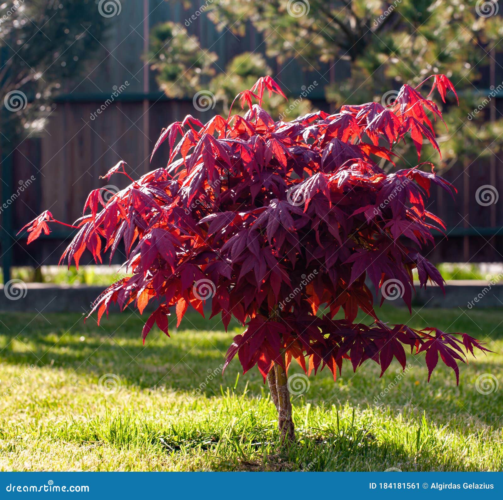 Small Red Maple Tree in the Garden Stock Image - Image of rubrum, grass ...