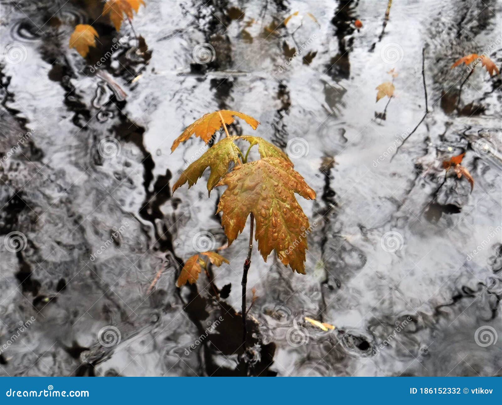 Maple Tree Sapling Growing in a Stream Stock Photo - Image of ponds ...