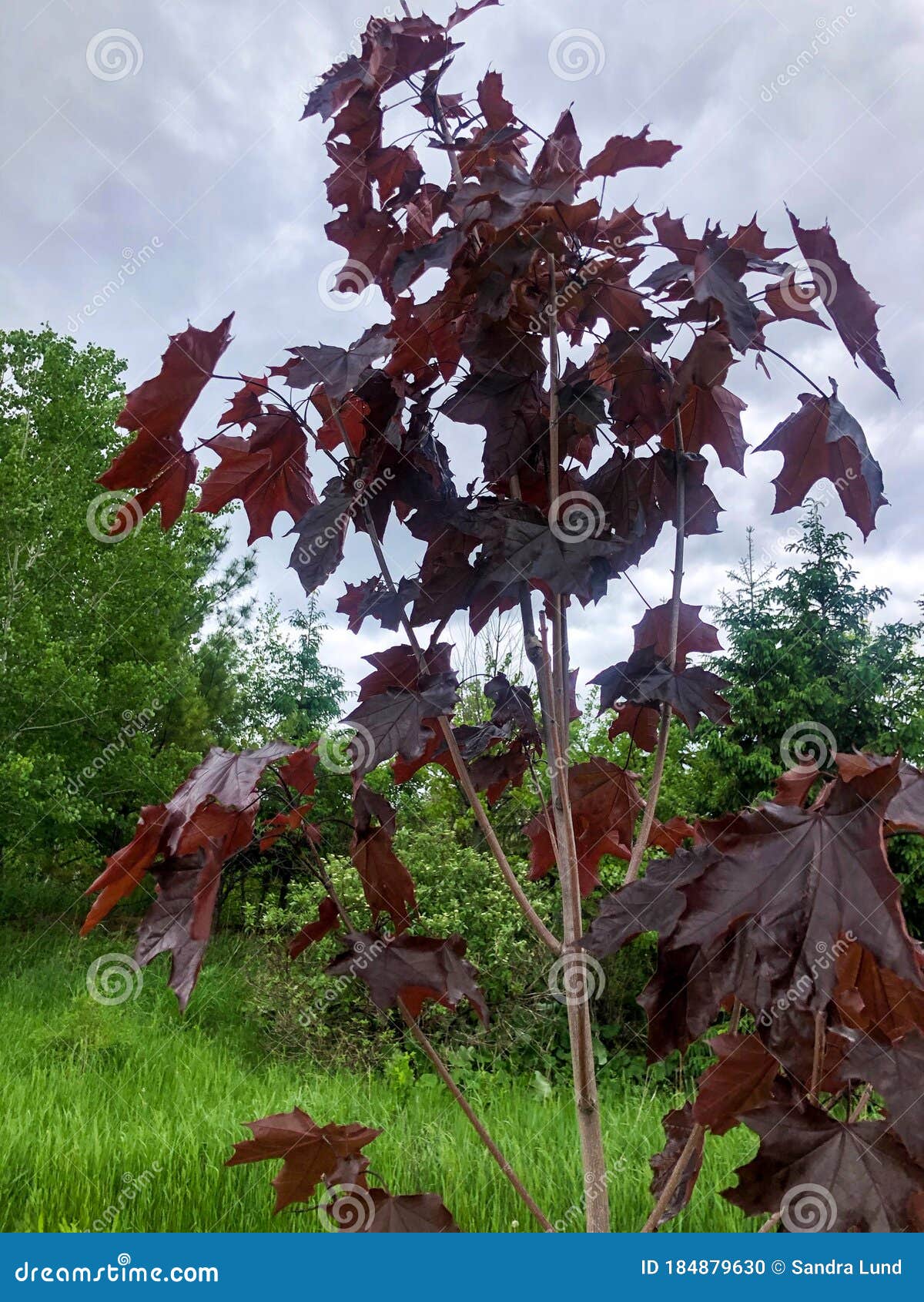 Small Red Maple Tree by Forest Stock Photo - Image of tree, front ...