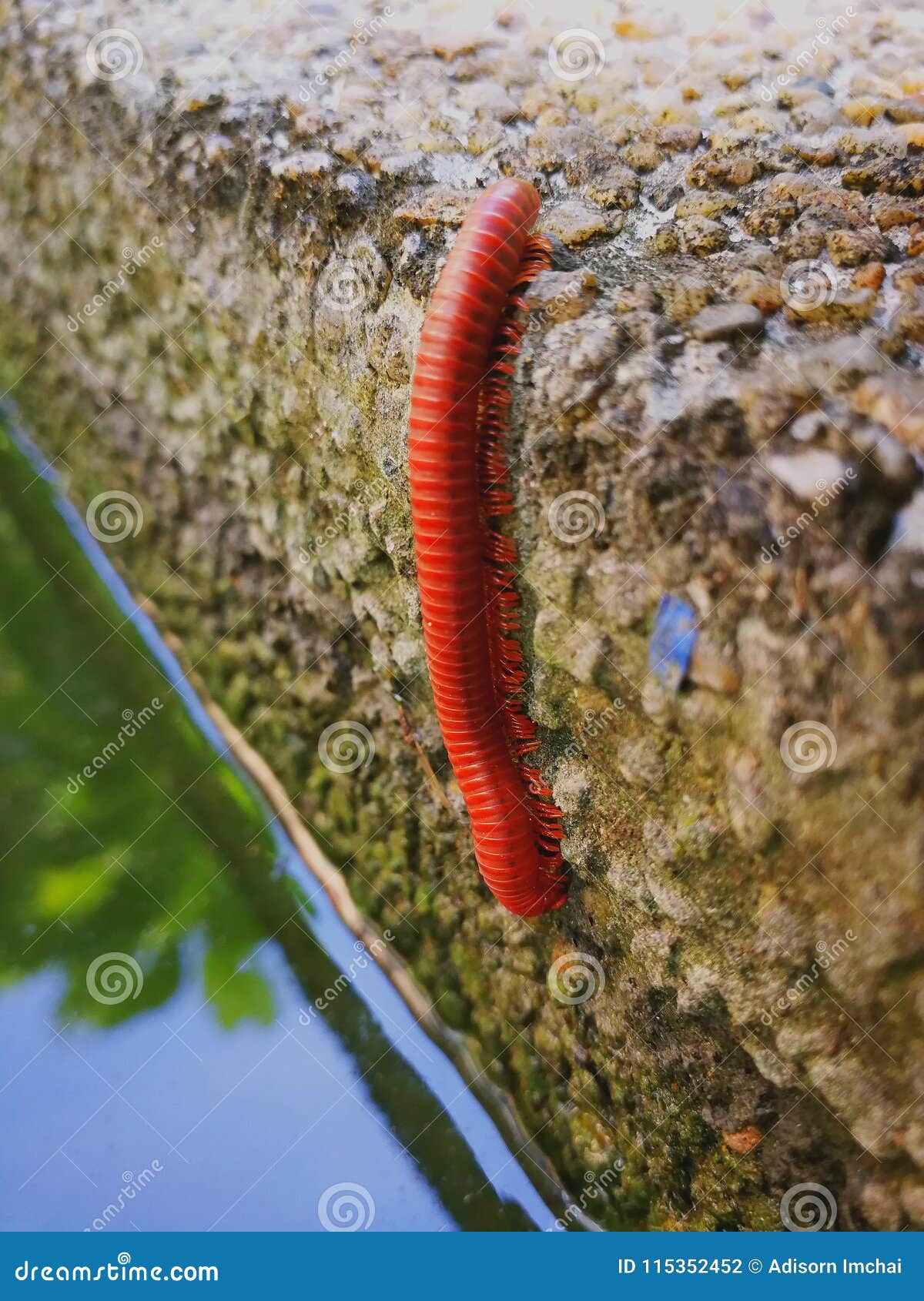 A small red millipede stock photo. Image of thailand - 115352452