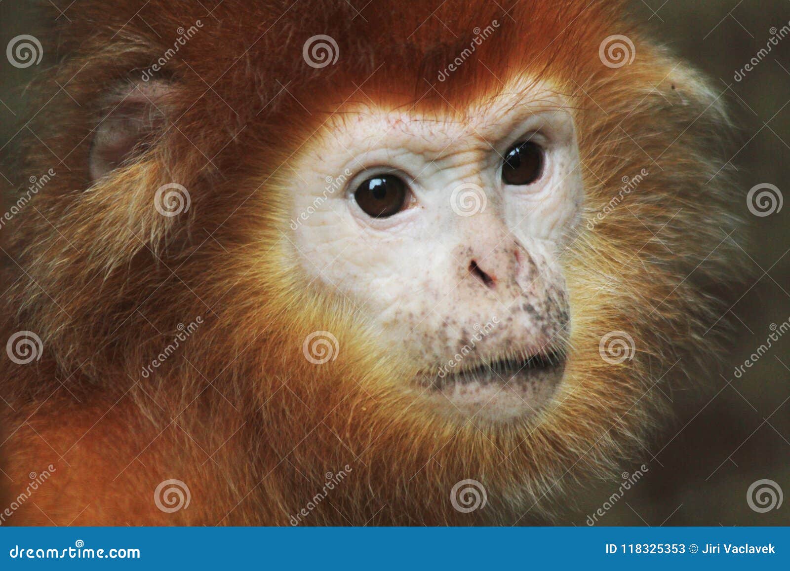 Small red monkey head stock image. Image of portrait - 118325353
