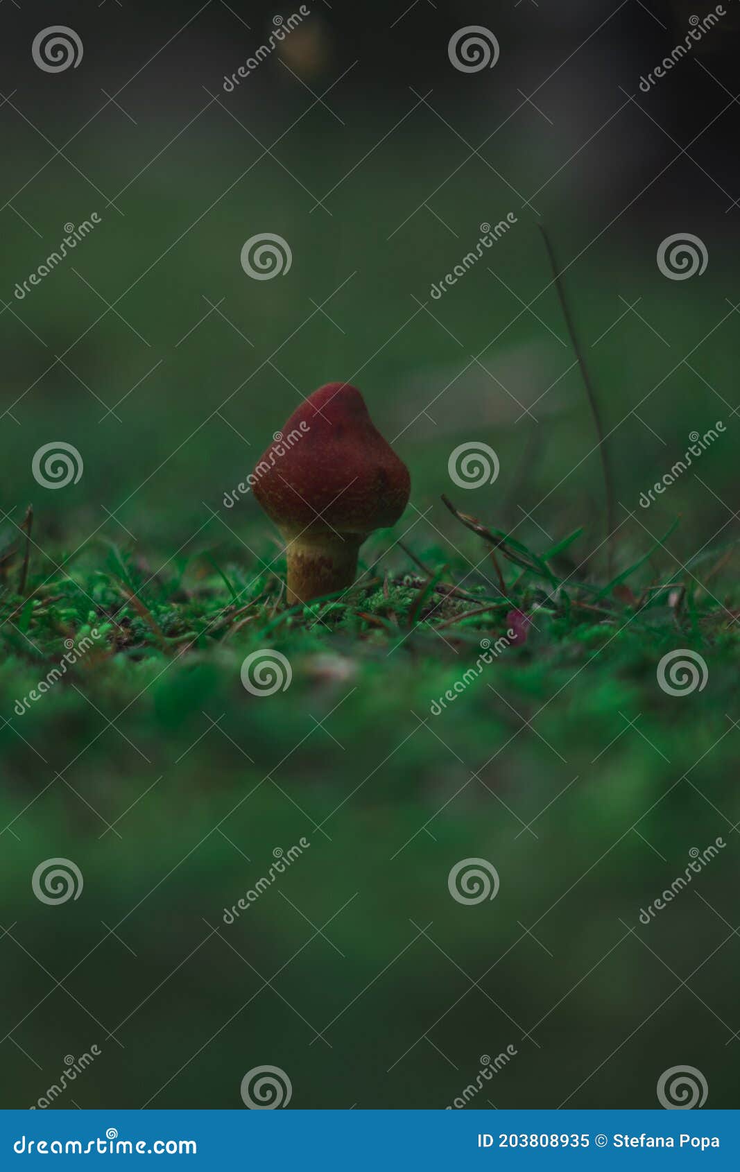 Small Red Mushroom in the Grass Stock Image - Image of glowing, gourmet ...