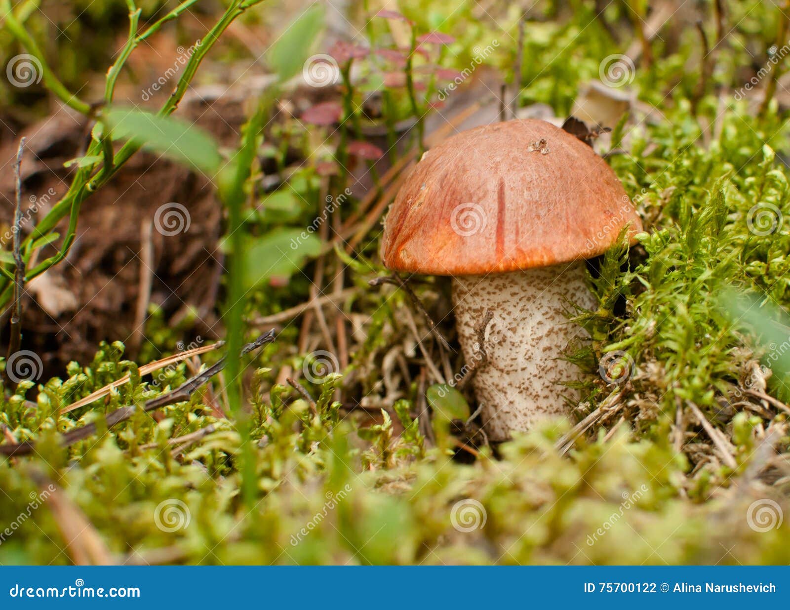 Small red mushroom stock photo. Image of plant, food - 75700122