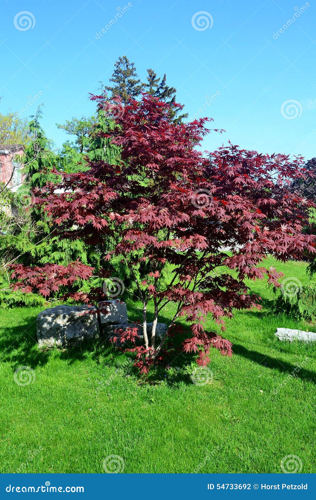 Small red oak tree. stock photo. Image of isolated, closeup - 54733692