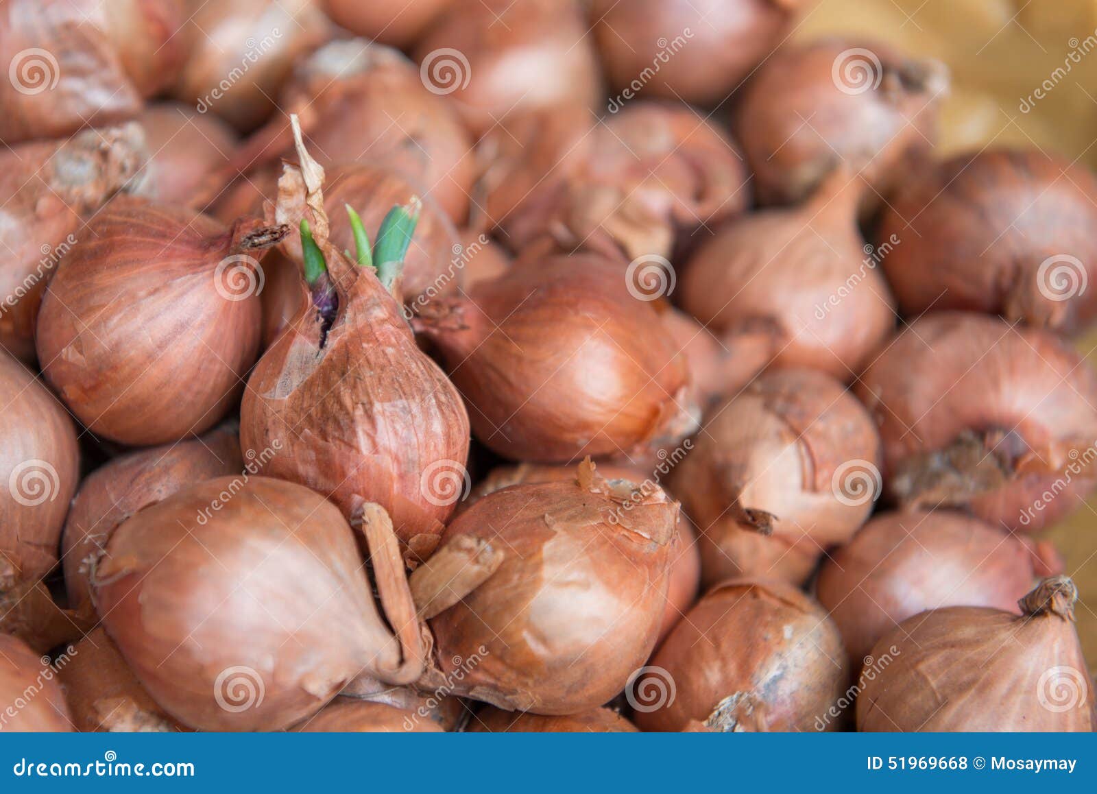 Small red onion stock photo. Image of product, ripe, healthy - 51969668