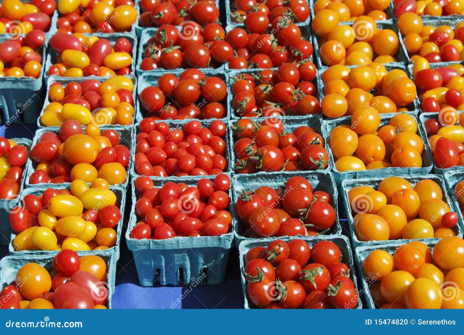 Small Red Orange and Yellow Tomatoes Stock Photo - Image of blue ...