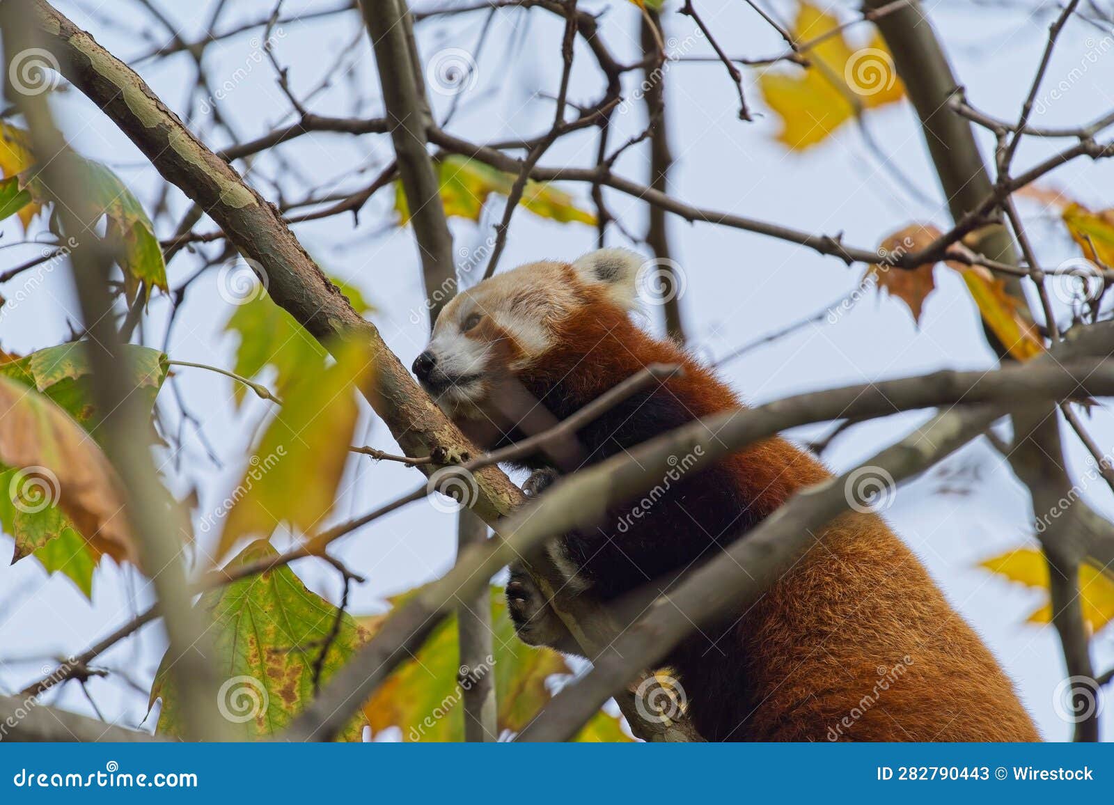 Small Red Panda Hangs from a Tree Branch Amongst the Vibrant Colors of ...