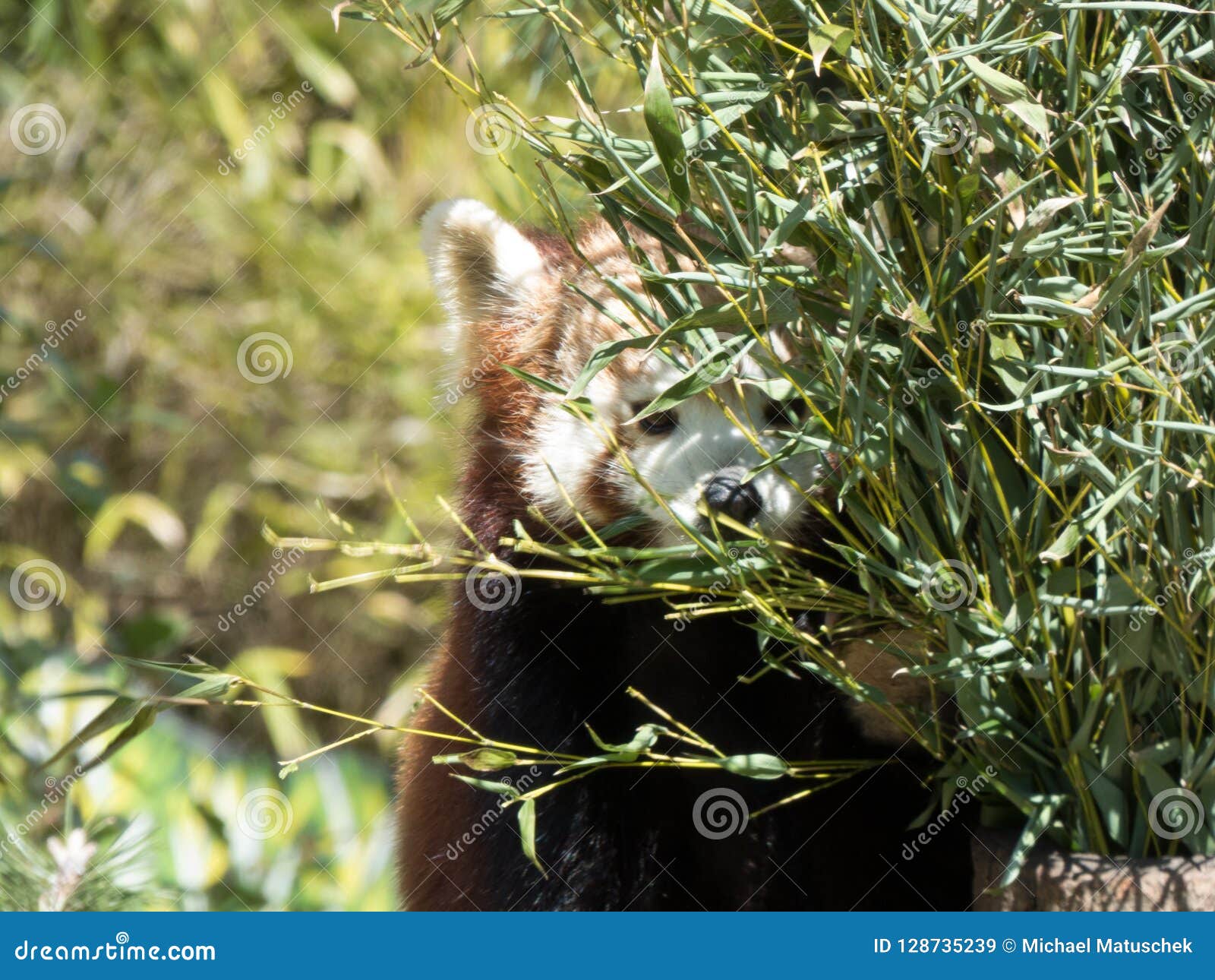 Small Red Panda Hiding Behind a Shrubbery Stock Image - Image of front ...