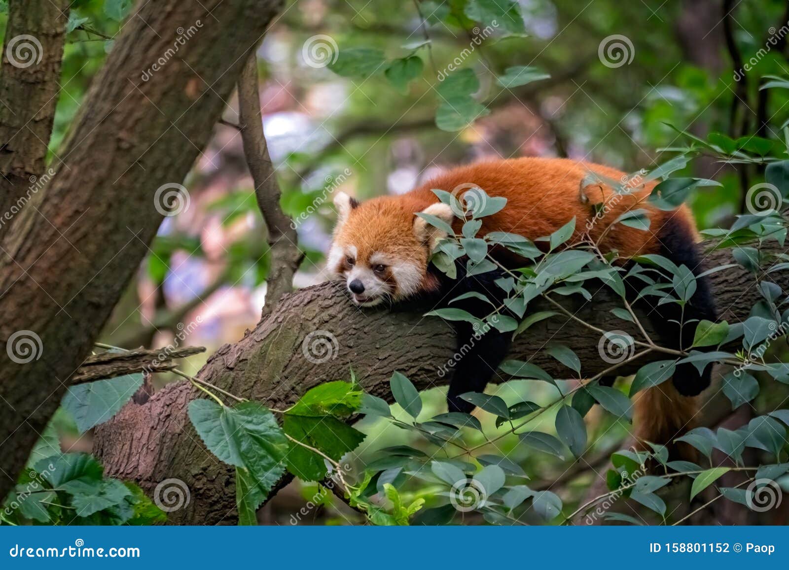 Small red panda on a tree editorial photography. Image of brown - 158801152
