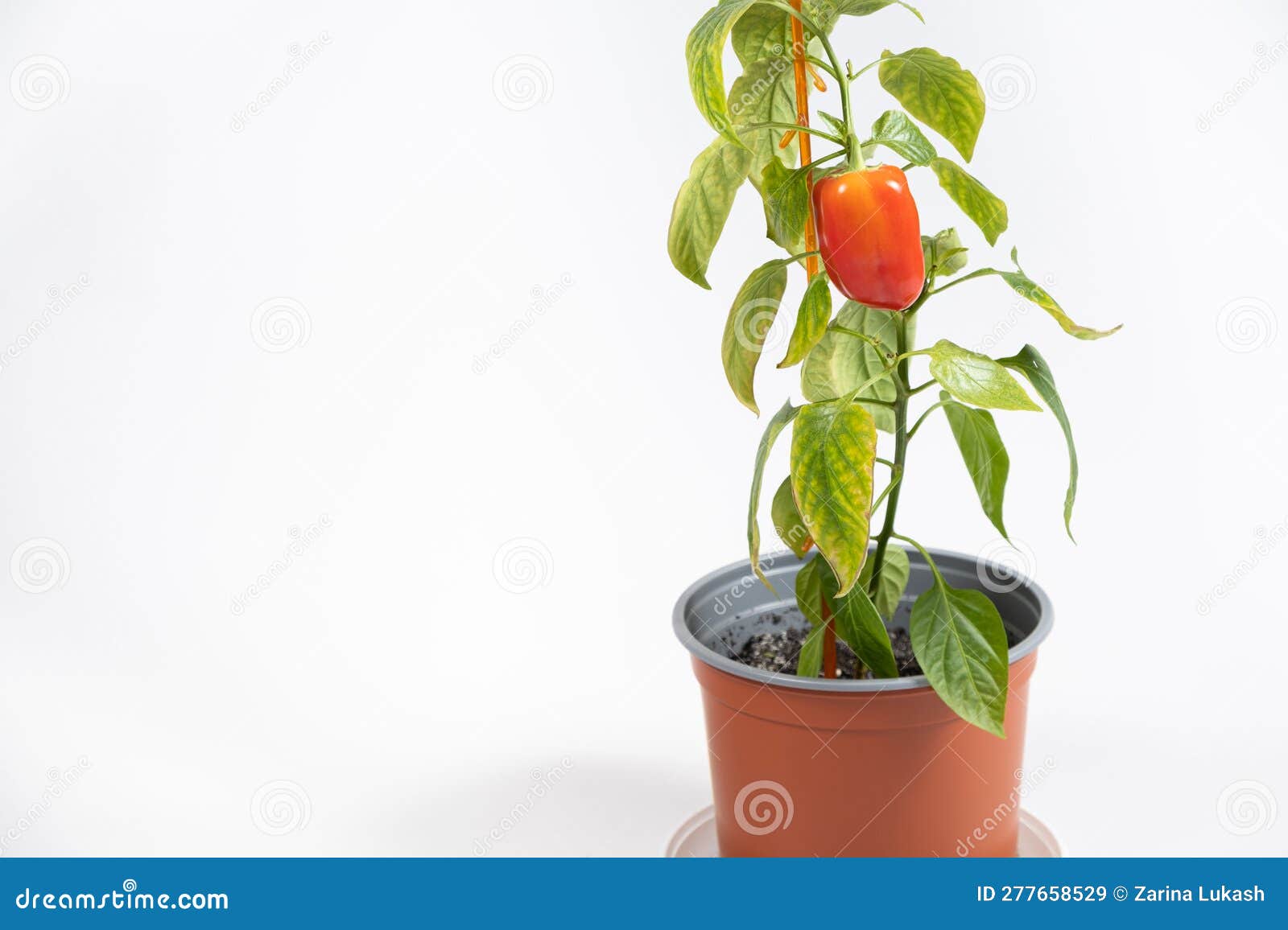 Small Red Pepper on the Branch on a White Background, Copy Space for ...