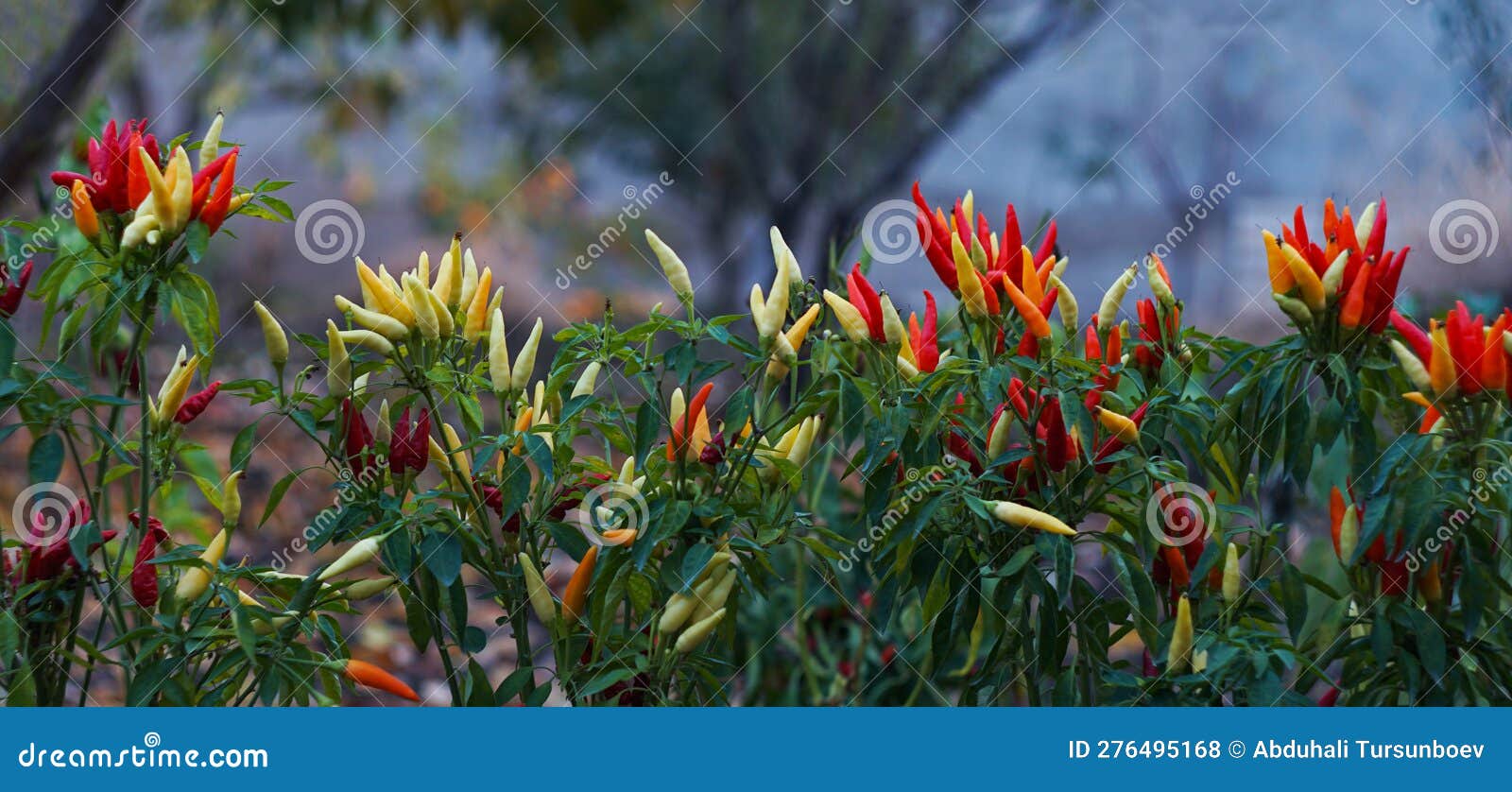 Small red pepper plant stock photo. Image of spicy, chili - 276495168